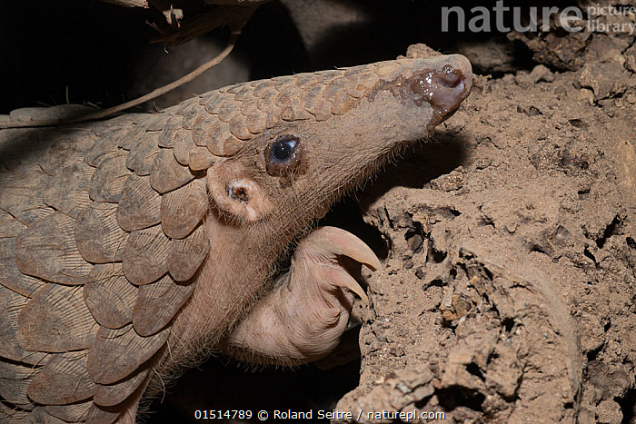 Stock photo of Malayan pangolin (Manis javanica) portrait. Endangered ...