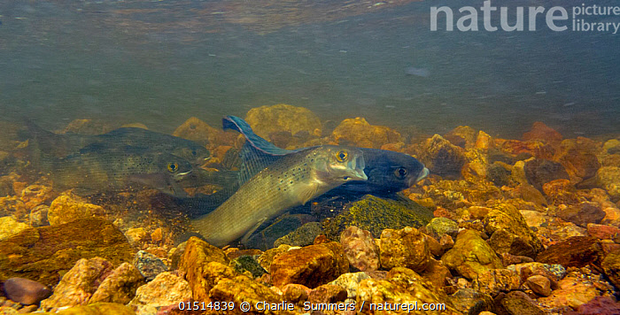 Stock photo of Spawning Arctic grayling (Thymallus arcticus) male (far ...