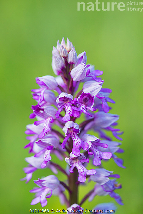Stock photo of Military orchid (Orchis militaris) flower ...