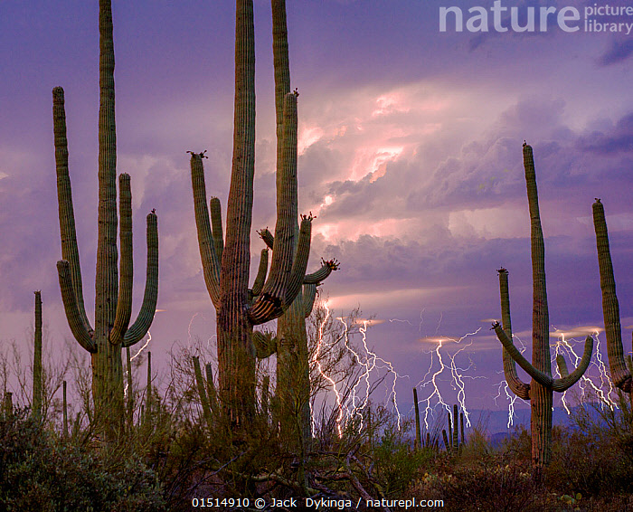 Stock photo of Lightning storm at twilight with Saguaro cactus ...