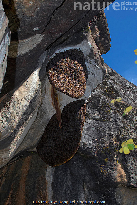 Stock photo of Himalayan honeybee (Apis laboriosa) Mount Namjagbarwa ...