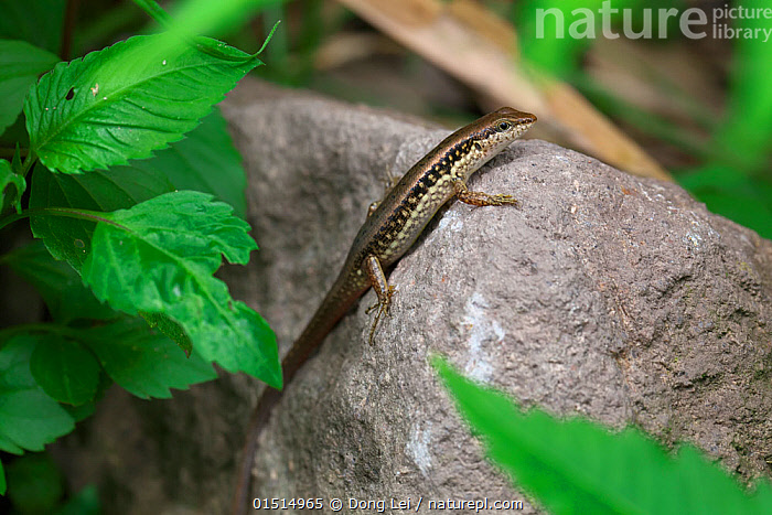 Stock photo of Spotted forest skink (Sphenomorphus maculata) Simao ...