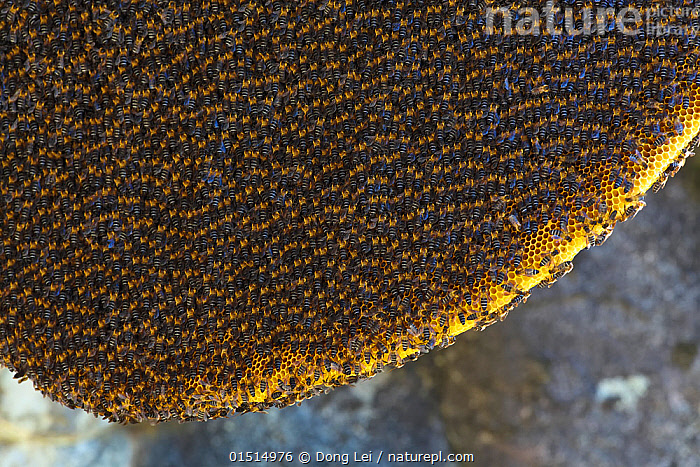 Stock photo of Himalayan honey bees (Apis dorsata laboriosa) on comb ...