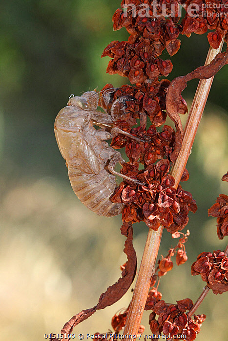 Stock photo of Exoskeleton (exuvium) of Common cicada (Lyristes ...