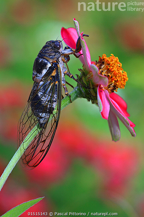 Stock photo of Cicada (Lyristes plebejus) resting on Marigold flower ...