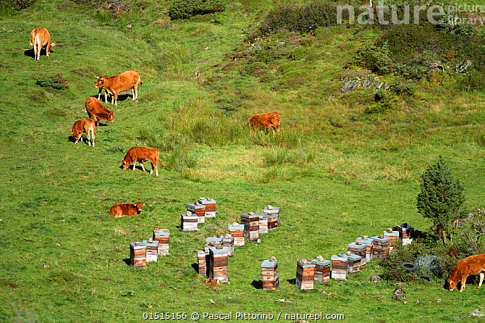 Stock photo of Limousin cows (Bos taurus) feeding in a field with bee ...