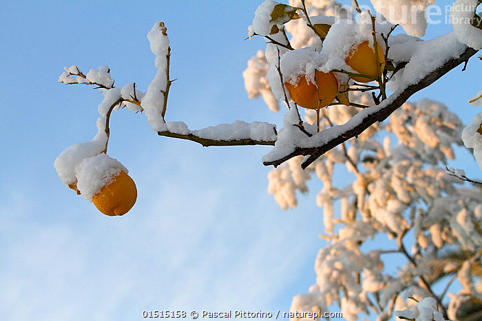 Stock photo of Lemon tree (Citrus limon) covered in snow, Var, Provence ...
