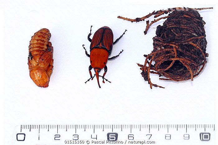Stock photo of Red palm weevil (Rhynchophorus ferrugineus) with its ...