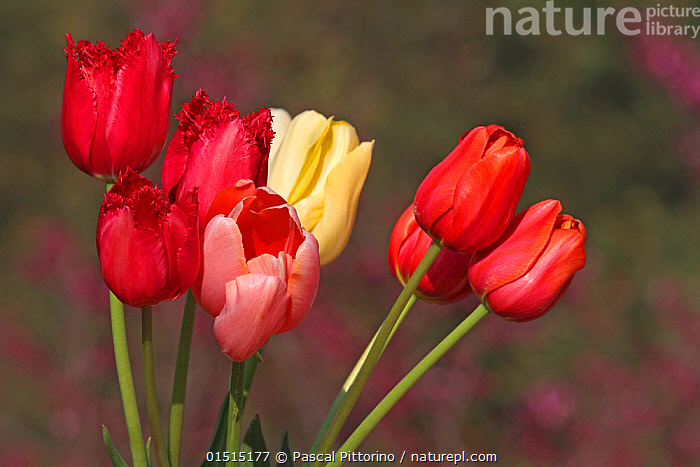 Stock photo of Bunch of cultivated Tulips (Tulipa sp) Carqueiranne, Var ...