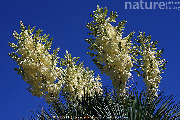 Stock photo of Flowering Blue yucca (Yucca luminosa) in botanic garden ...
