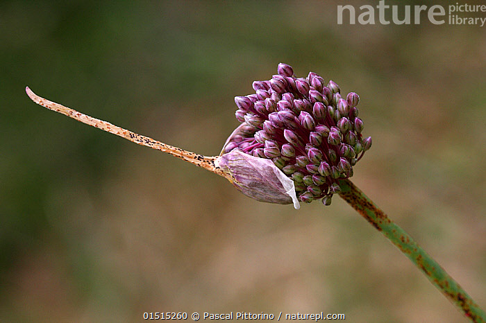 Elephant Garlic Flower