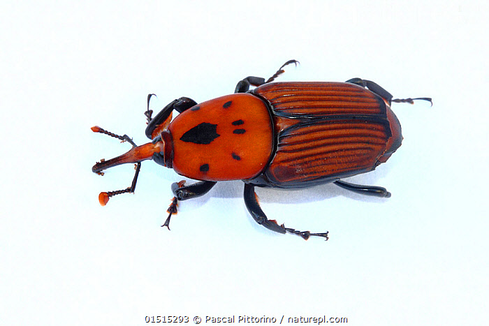 Stock photo of Red palm weevil female (Rhynchophorus ferrugineus ...