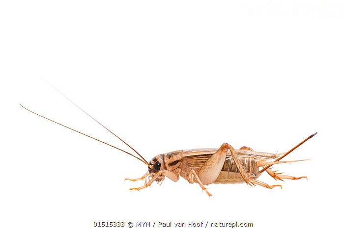 Stock photo of House cricket (Acheta domesticus) female, The ...
