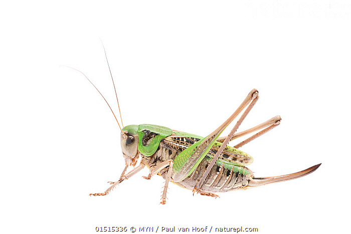 Stock photo of Wart-biter bush-cricket (Decticus verrucivorus) female ...