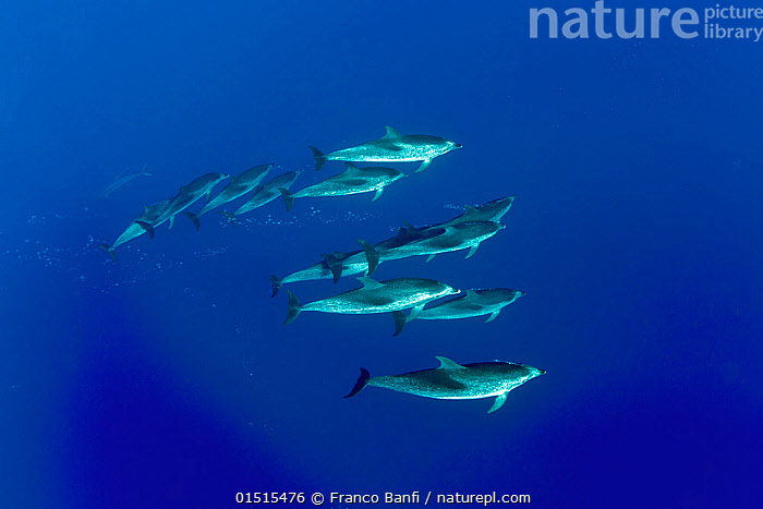 Stock photo of Pod of Atlantic spotted dolphins (Stenella frontalis ...
