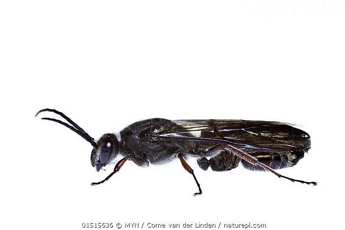 Stock photo of Thynnid wasp (Thynninae) tiny flightless female hanging ...