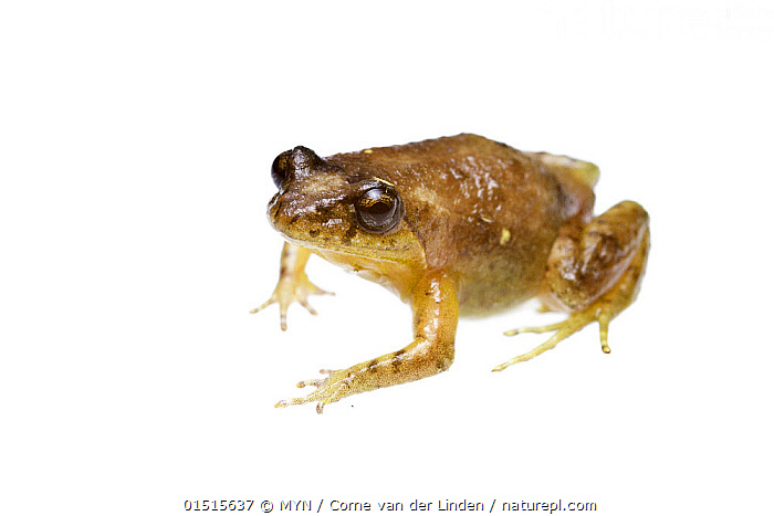 Stock photo of Lea's frog (Geocrinia leai) Swan Coastal Plain, South ...