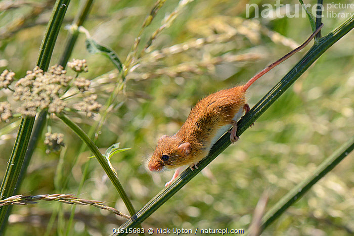 Stock photo of Harvest mouse (Micromys minutus) using its gripping tail ...