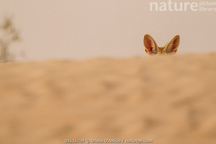 Stock photo of Fennec fox (Vulpes zerda) ears above sand dunes, Grand ...