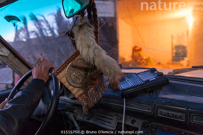 Stock photo of Fennec fox (Vulpes zerda) tail of hanging from a ...