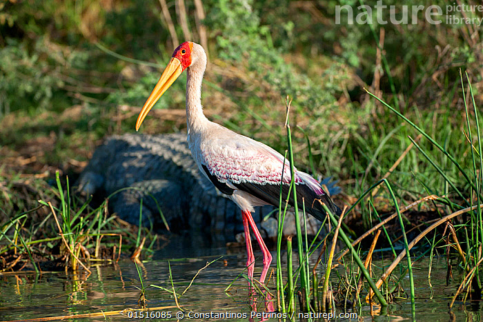 Stock photo of Yellow-billed stork (Mycteria ibis) with Nile crocodile ...