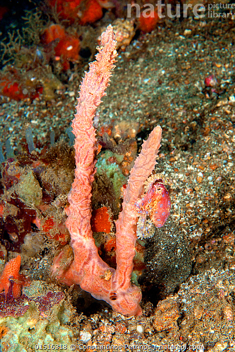 Stock photo of Tiny Blue-ringed octopus (Hapalochlaena lunulata ...