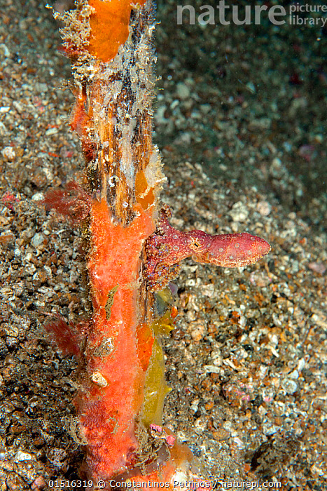 Stock photo of Tiny Blue-ringed octopus (Hapalochlaena lunulata ...
