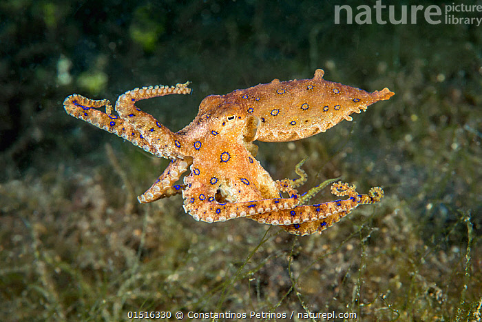 Stock photo of Blue-ringed octopus (Hapalochlaena lunulata) swimming ...