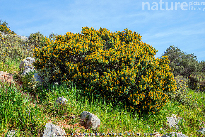 Stock photo of Tree medick (Medicago arborea) bush in flower ...