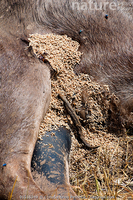 Stock photo of Maggots (fly larvae) feeding on the carcass of a Blue ...