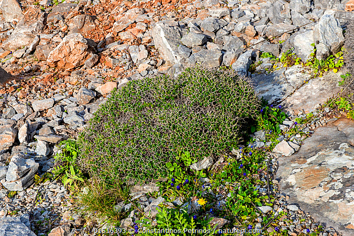 Stock photo of Greek spiny spurge (Euphorbia acanthothamnus) Mount ...