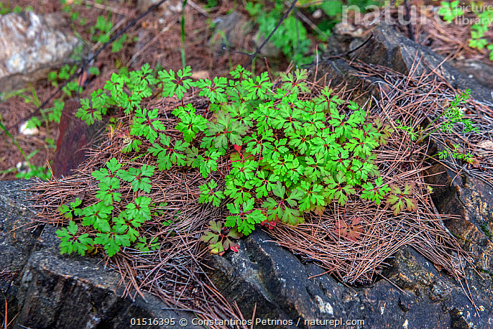 Stock photo of Geranium (Geranium sp) leaves, Mount Hymettus ...