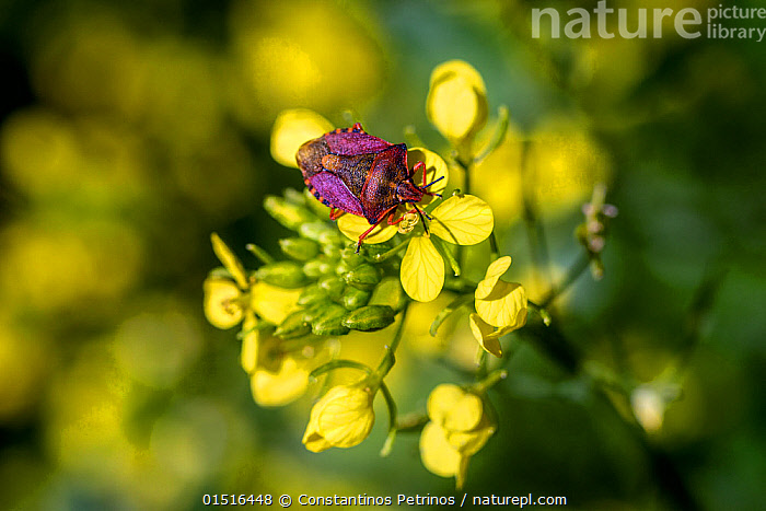 Stock photo of Shield Bug (Carpocoris purpureipennis) on White mustard ...
