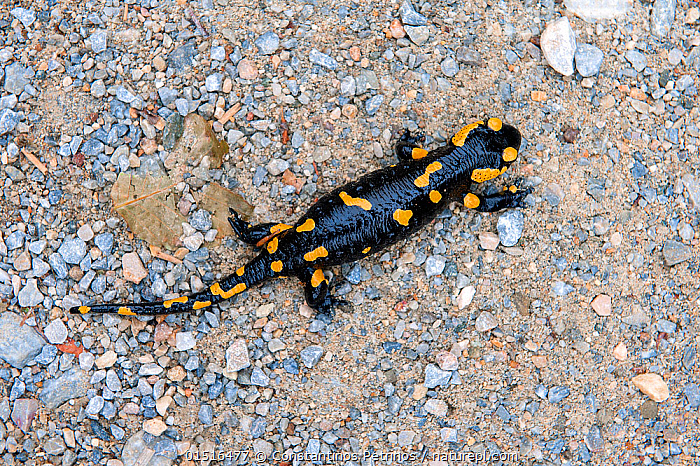 Stock photo of Fire salamander (Salamandra salamandra) Dadia National ...