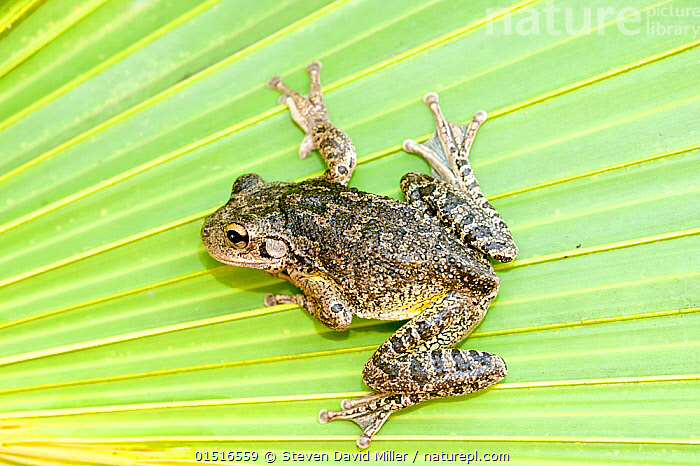 Stock photo of Cuban tree frog (Osteopilus septentrionalis) resting on ...