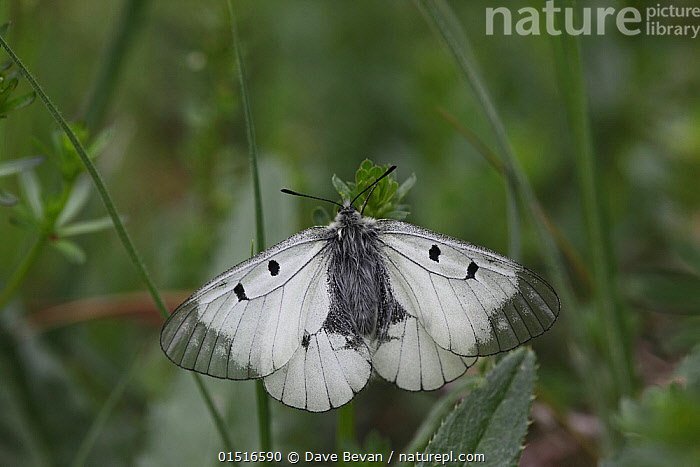 Stock photo of Clouded apollo butterfly (Parnassius mnemosyne) at rest ...