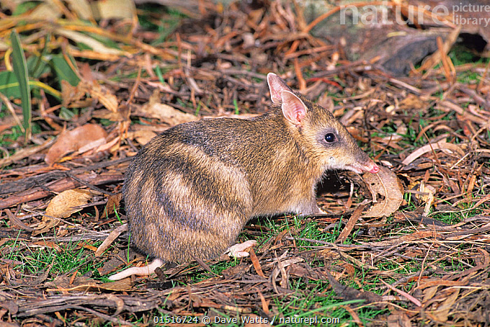 Stock photo of Eastern barred bandicoot (Perameles gunnii) Tasmania ...
