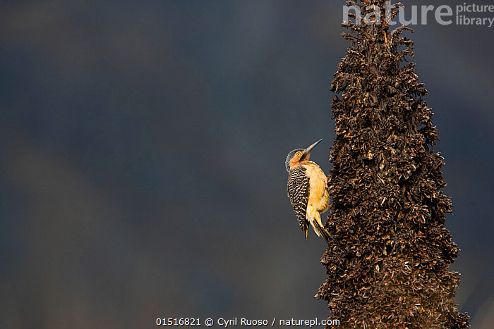 Stock photo of Andean Flicker (Colaptes rupicola) on trunk of Queen of ...