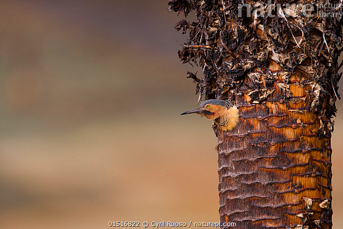 Stock photo of Andean Flicker (Colaptes rupicola) coming out of nest ...