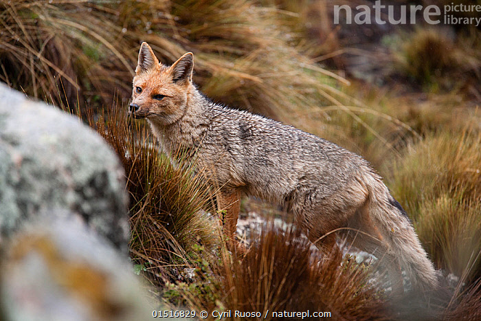 Stock photo of Andean fox (Pseudalopex culpaeus) Cordillera Blanca ...