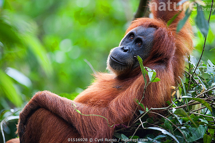 Stock photo of Sumatran orangutan (Pongo abelii) female resting, Gunung ...