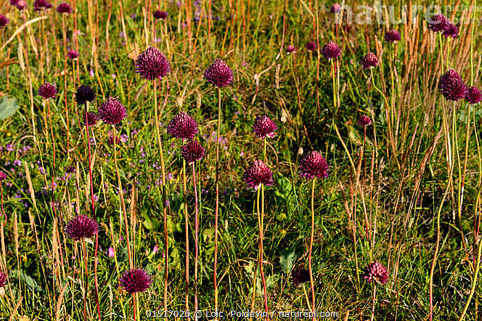 Stock photo of Round headed leek (Allium sphaerocephalon) flowers ...
