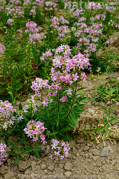 Stock photo of Common soapwort (Saponaria officinalis) in flower ...