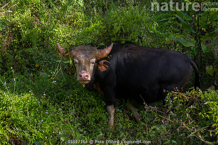 Stock photo of Gayal / Mithun (Bos frontalis) Arunachal Pradesh, North ...