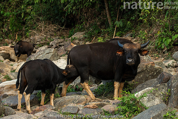 Stock photo of Gayal / Mithun (Bos frontalis) mother and calf ...