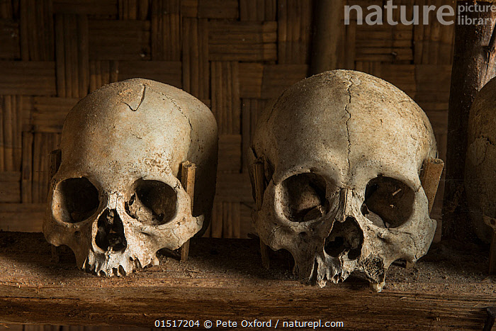 Stock photo of Head-hunted human skulls, collected by the Konyak Naga ...