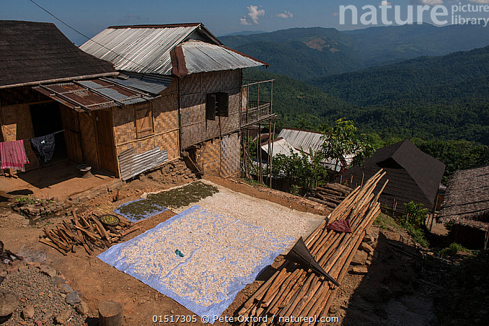 Stock photo of Drying crops in Changa Naga Tribe village, Tuensang ...