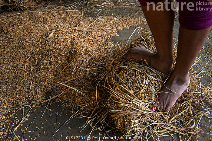 Stock photo of Mising tribe woman threshing rice by foot, Majuli Island ...