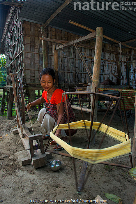Stock photo of Mising tribe woman spinning silk, Majuli Island ...