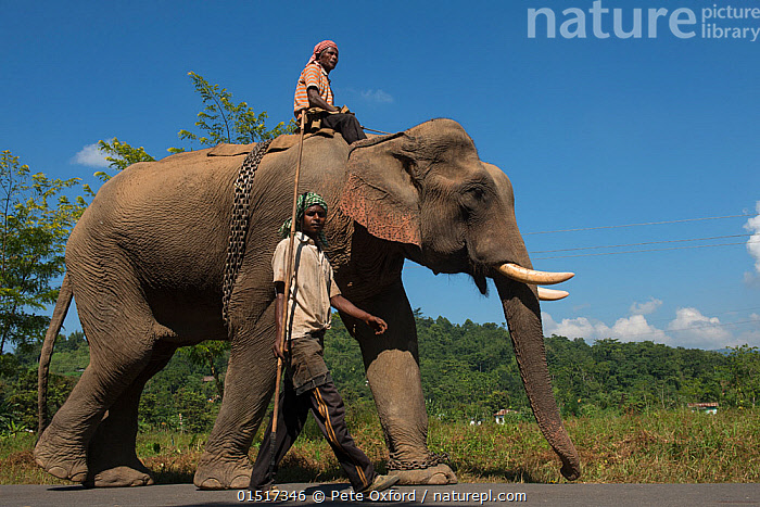 Stock photo of Naga tribe mahouts with Domestic Asian elephant (Elephas ...